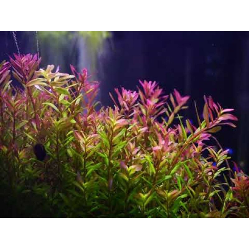 Jual Rotala fujian 20 batang | Tanaman Aquascape stemplant plant | Shopee Indonesia