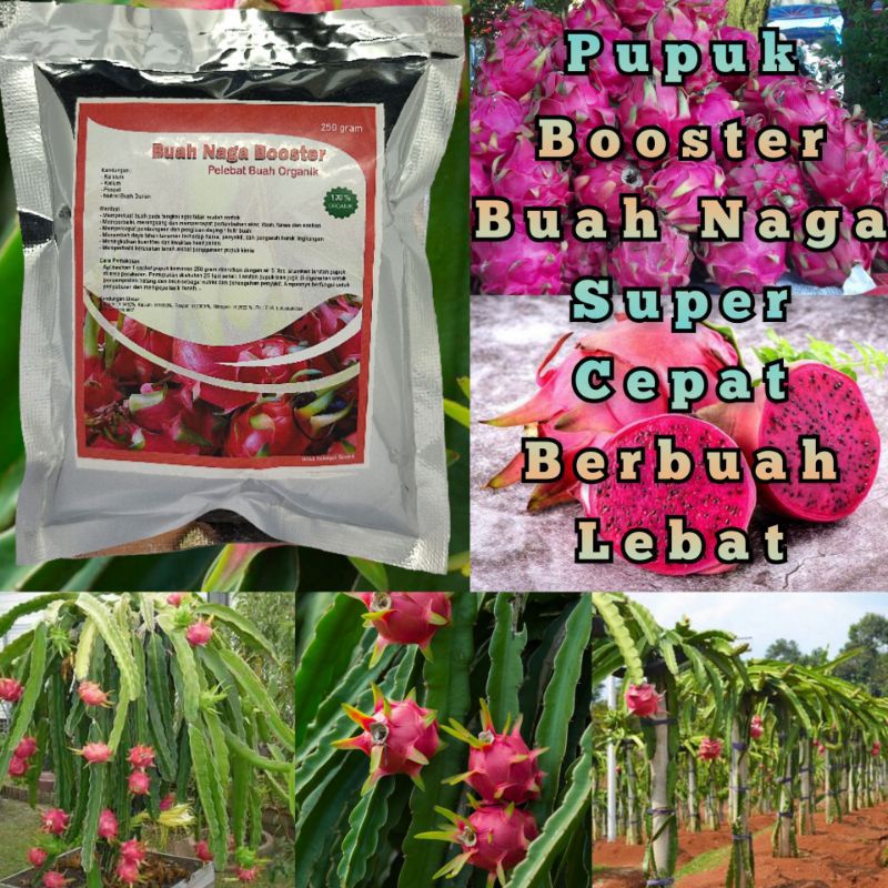 Jual Pupuk Organik Multi mikroba Booster Buah Naga Perangsang Buah Serbuk Terbaik Ampuh Agar ...