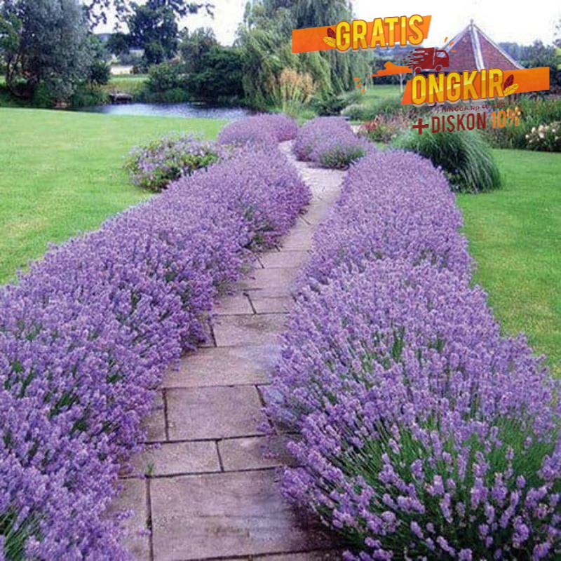 Jual Tanaman Lavender asli / lavandula angustifolia hidcote TANAMAN ...