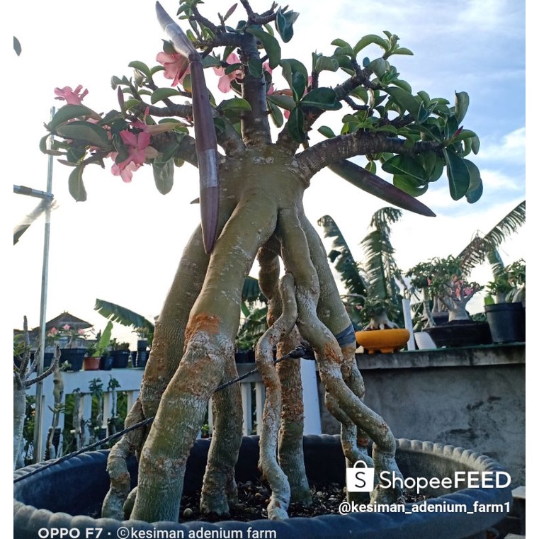 Jual biji adenium/kamboja thaisoco chadapet (cdp) Indonesia|Shopee ...