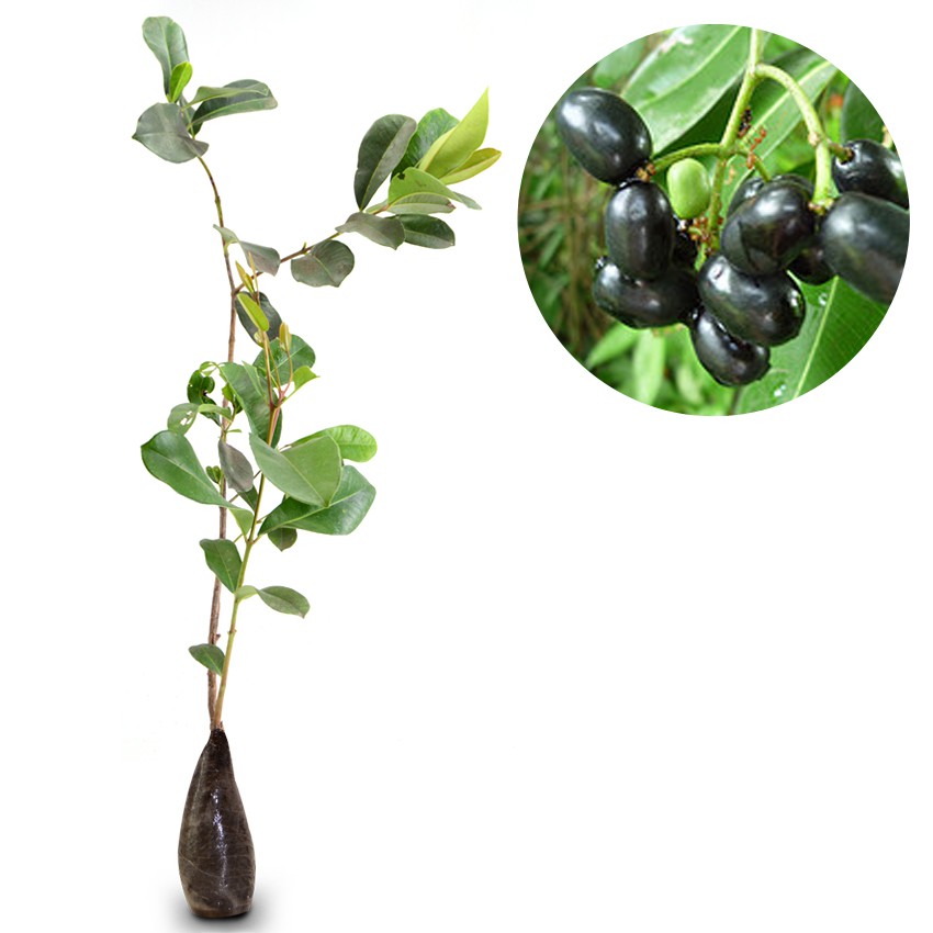 Bibit Tanaman Buah Juwet Jamblang Hitam | Shopee Indonesia