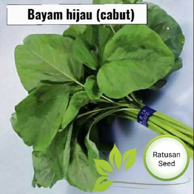 Jual Benih bayam hijau cabut ( benih biji bibit tanaman) | Shopee Indonesia
