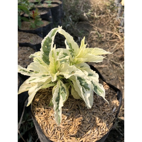 Jual Tanaman hias casandra bunga merinda daun lebat | Shopee Indonesia