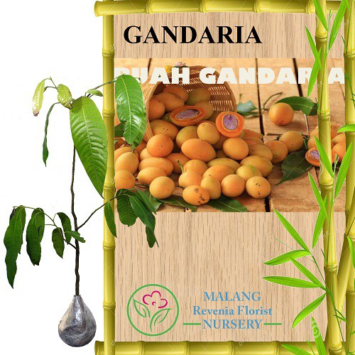 Jual Tanaman Gandaria (Tinggi 40-60 cm) | Shopee Indonesia