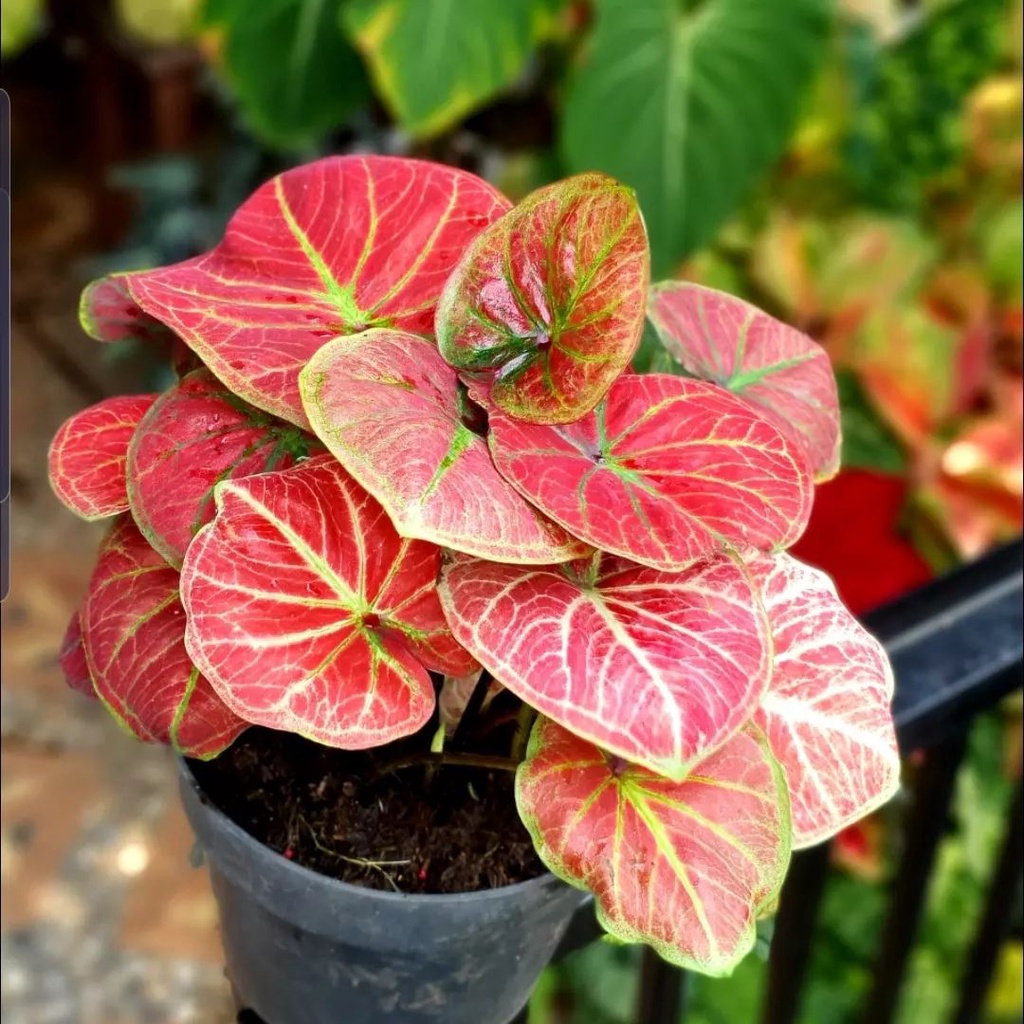 Jual Caladium Tembikai Tanaman Hias Keladi Anakan (COD) | Shopee Indonesia