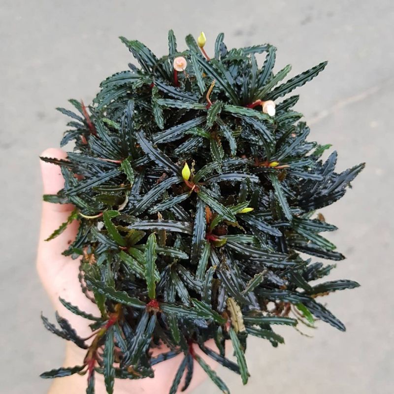 Jual buce velvet (1 keranjang) Indonesia|Shopee Indonesia