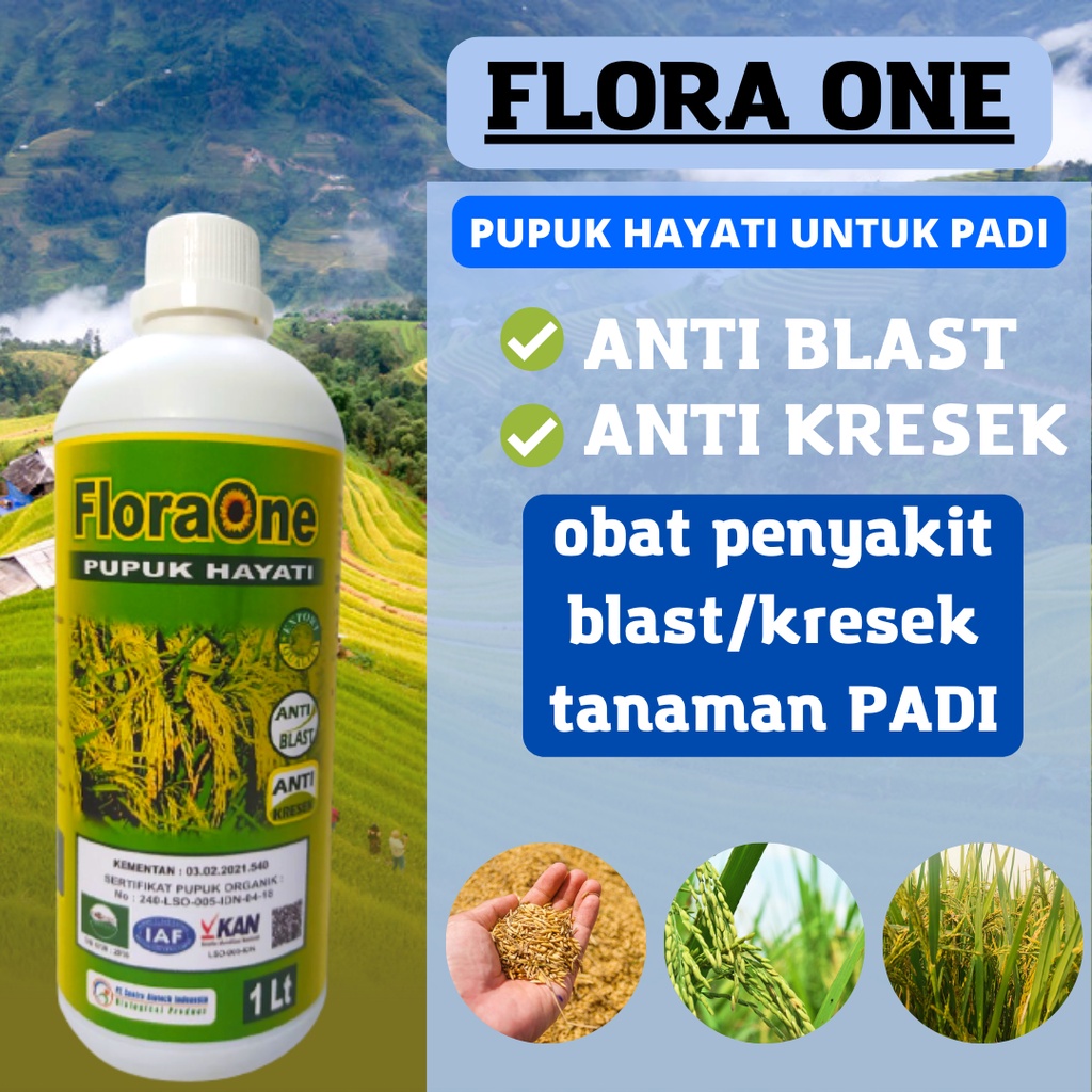 Jual Pupuk cair untuk tanaman padi, pupuk floraone cair untuk cegah penyakit pada tanaman padi ...