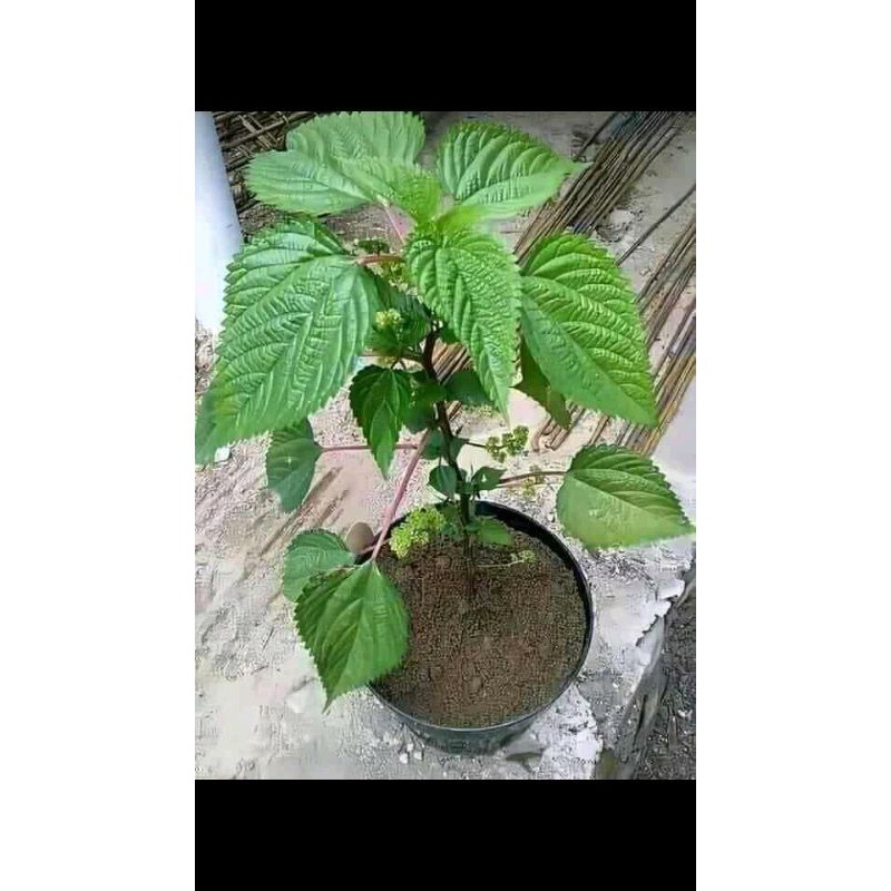 Harga Lateng Terbaru Okt 2024 |BigGo Indonesia