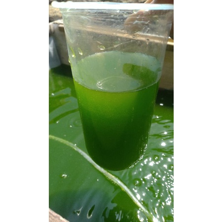 Jual Starter Chlorella Botol Sedang 600ml | Shopee Indonesia