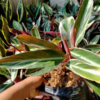 Jual Tanaman Meranti Bali, Tanaman Hias Meranti Bali, Meranti Bali ...