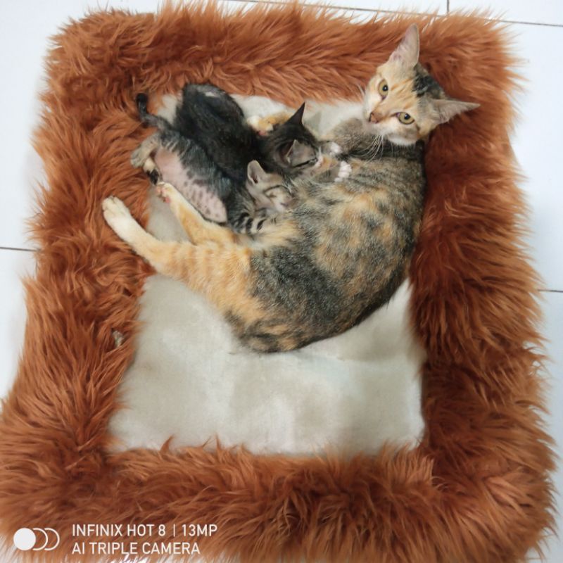 Jual kasur kucing /kasur kucing besar/cat bad | Shopee Indonesia