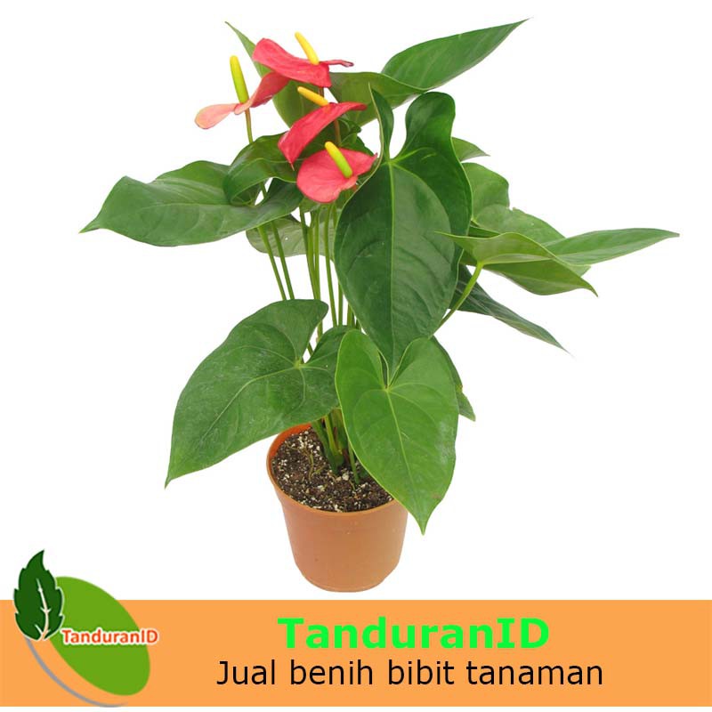 Tanaman Hias Anthurium Merah Bangkok | Shopee Indonesia