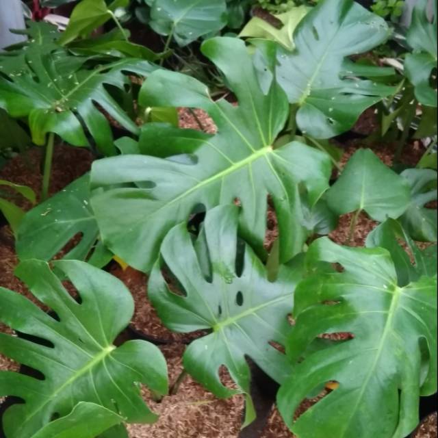 Jual Monstera Deliciousa King / Monstera King / Monstera Deliciousa ...