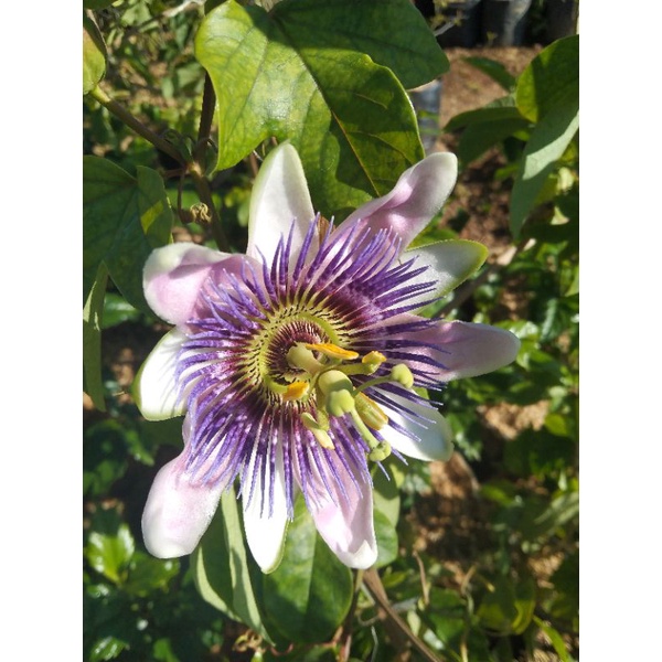 Jual Bunga PASSIFLORA Tanaman Rambat Rimbun | Shopee Indonesia