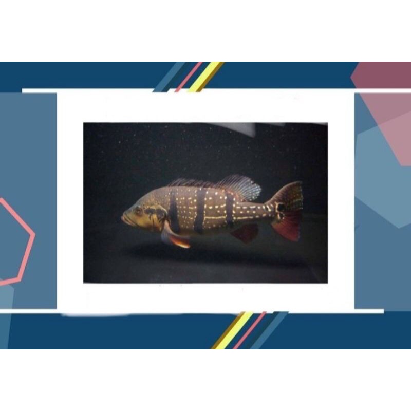 Harga Temensis Terbaru Mei 2022 | BigGo Indonesia