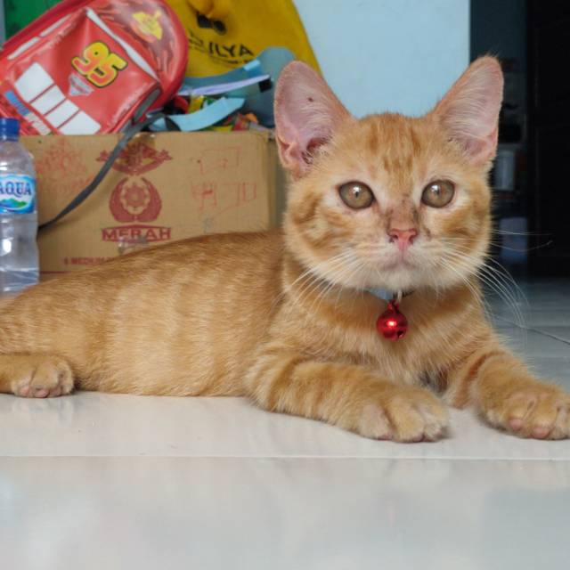 Produk Micko Olshop Pati | Shopee Indonesia