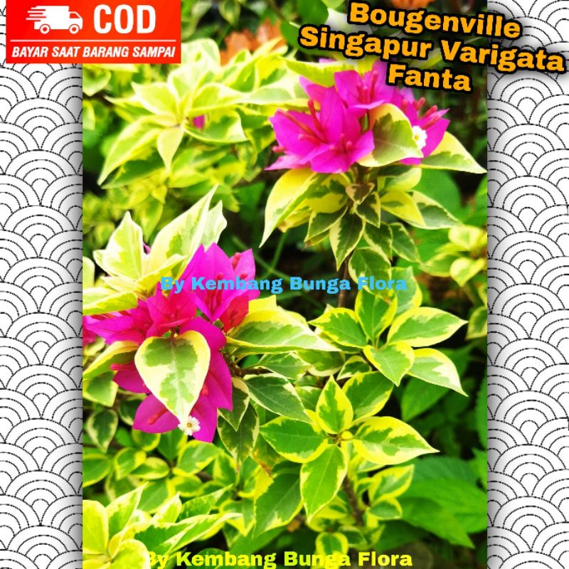 Jual ( BESAR) Bugenvil Singapur Varigata ORI/ Bougenvile Singapur ...