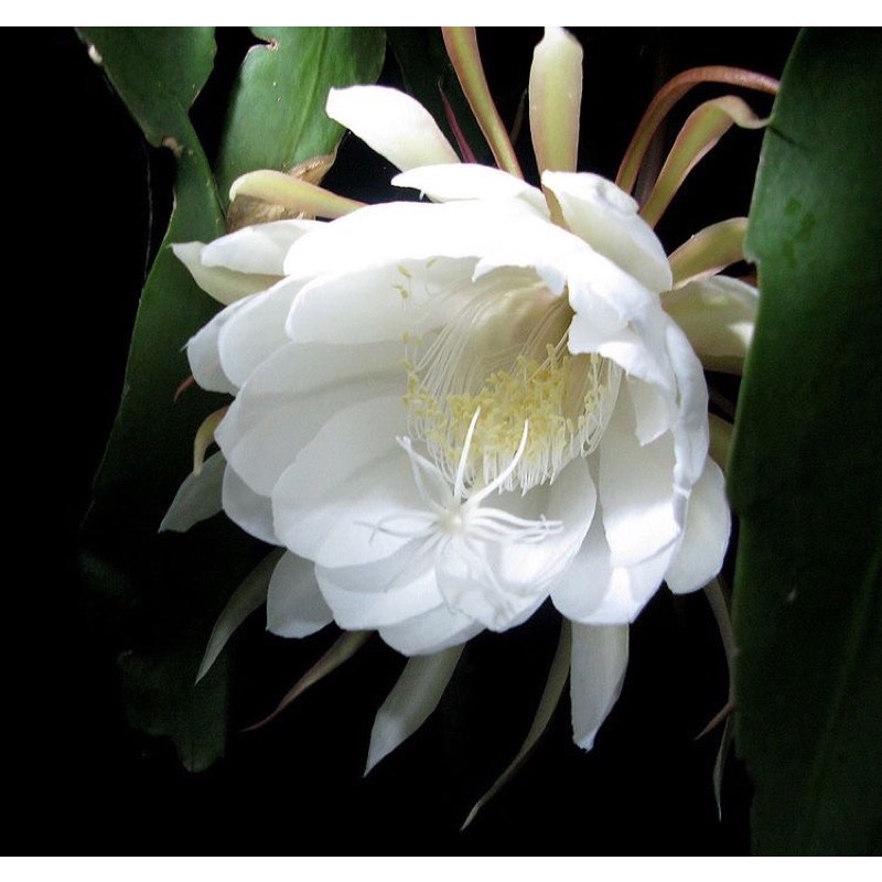 Jual Bibit/Cutting bunga wijayakusuma putih besar Epiphyllum Oxypetalum ...