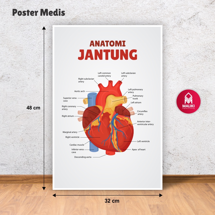 Jual Poster Kesehatan Anatomy Jantung | Shopee Indonesia