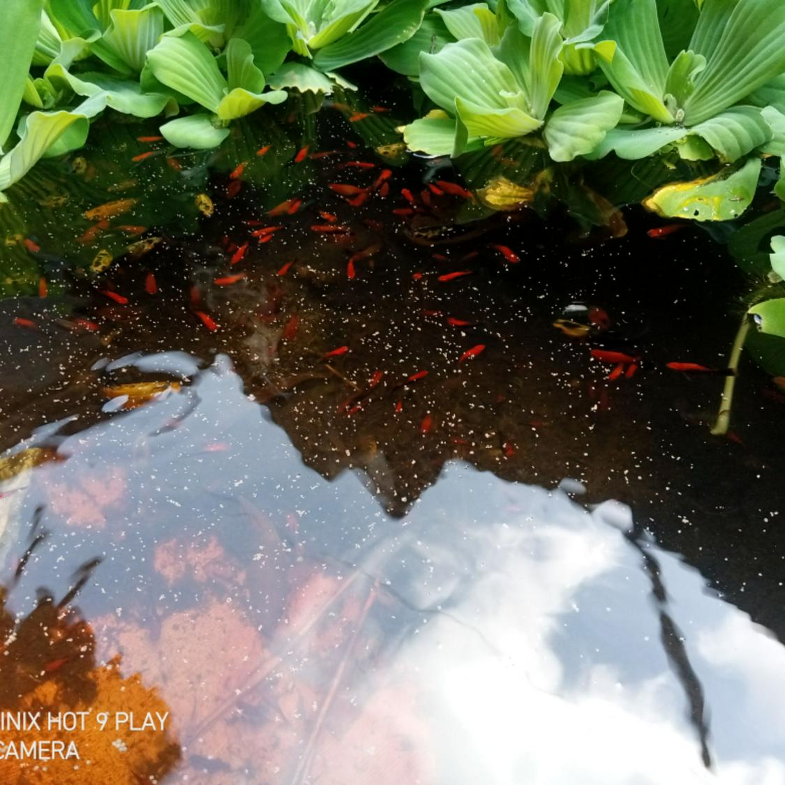 Jual Daun sinom segar | Shopee Indonesia