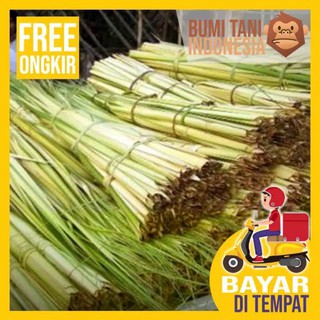 Jual 20 pc DAUN KELAPA MUDA/DAUN JANUR KELAPA MUDA Indonesia|Shopee ...