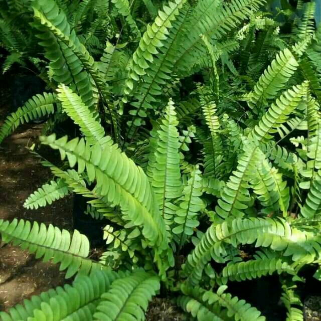 Jual Tanaman Hias Pakis Paku - Kelabang - Paku Pakuan | Shopee Indonesia