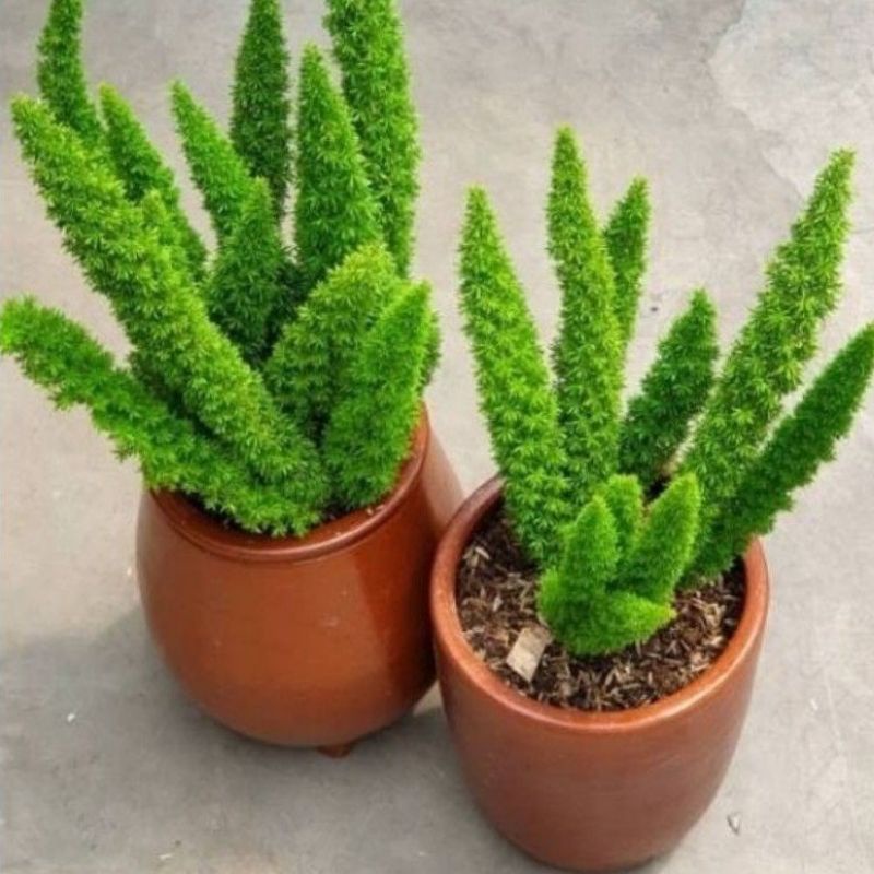 Jual ( BISA COD ) PROMO! Tanaman Hias Cemara Ekor Tupay Dewasa Rimbun ...