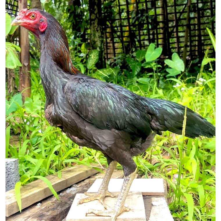 Jual Ayam babon Pakhoy Piton Redbull brakot brutal usia 1 tahun - Ayam ...