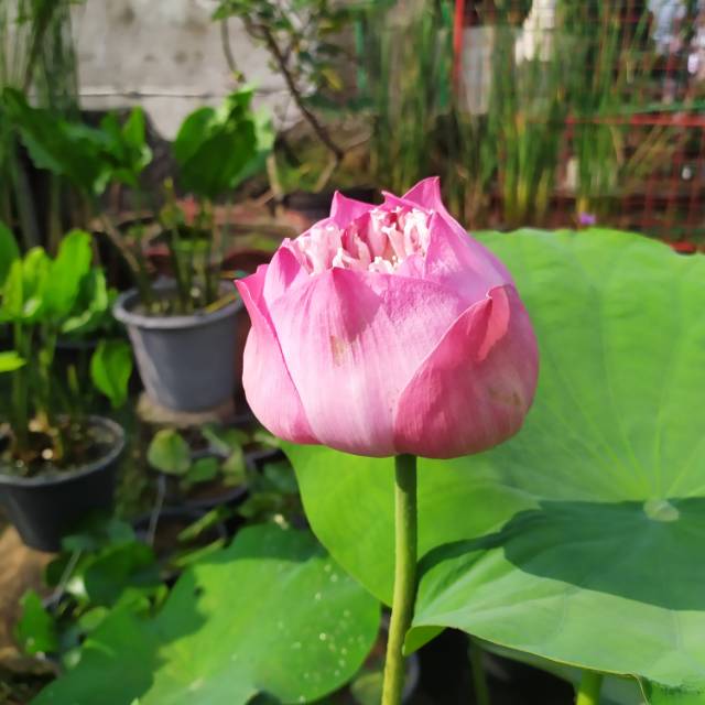 Jual tanaman lotus/tanaman air bunga lotus/pohon lotus | Shopee Indonesia