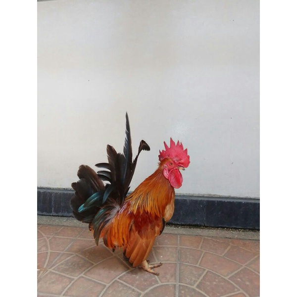 Jual ayam kate kampung murah | Shopee Indonesia