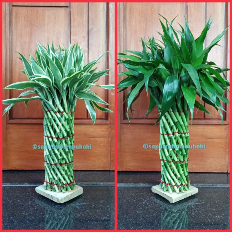 Jual Bambu Hoki / Bambu Rejeki Model Sangkar 20 Tinggi 40-45cm | Shopee ...