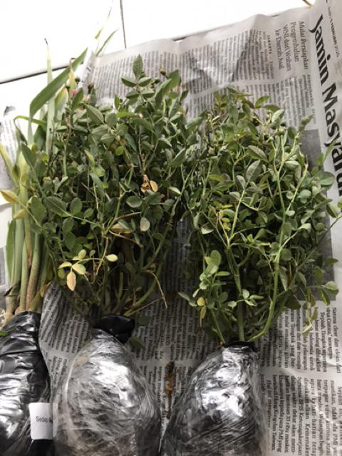 Tanaman Hias Bunga Baby Rose ( Mawar Barbie ) | Shopee Indonesia