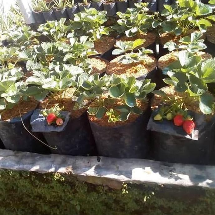 Jual Paket 8 Pcs Bibit Tanaman Stroberi / Strawberry California Buah ...