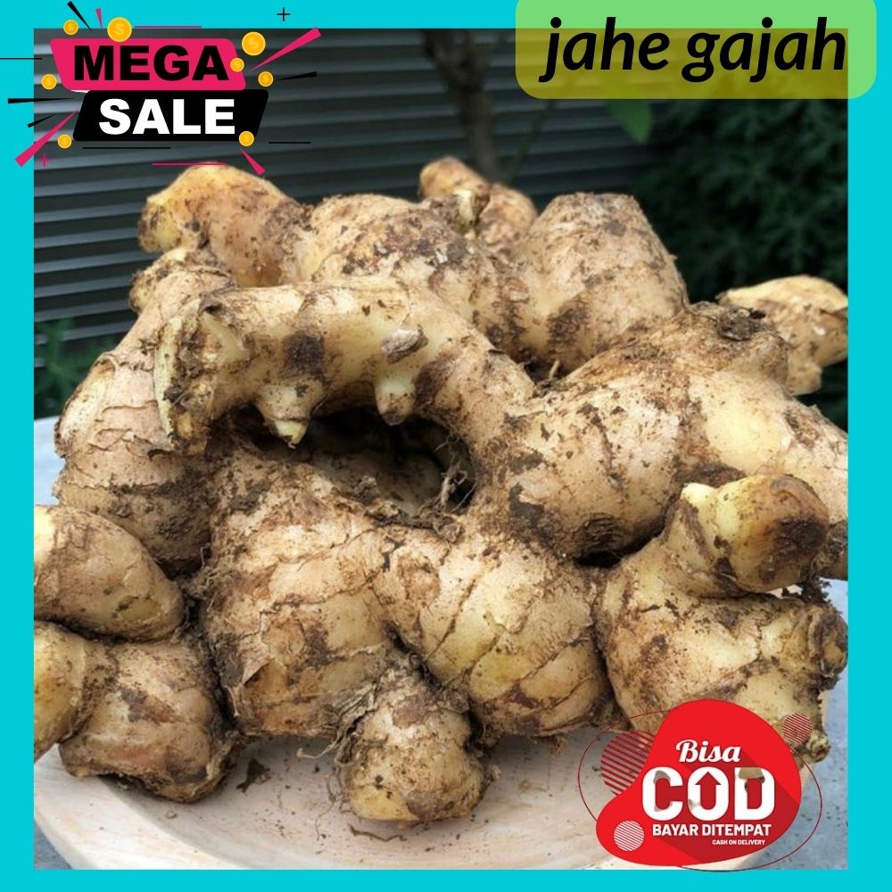 Jual JAHE GAJAH SEDANG 1kg / JAHE PUTIH SEGAR/ JAHE JUMBO / JAHE PUTIH ... Jual JAHE GAJAH SEDANG 1kg / JAHE PUTIH SEGAR/ JAHE JUMBO / JAHE PUTIH ...
