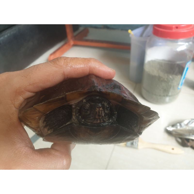 Jual Kura Kura Daun | Shopee Indonesia