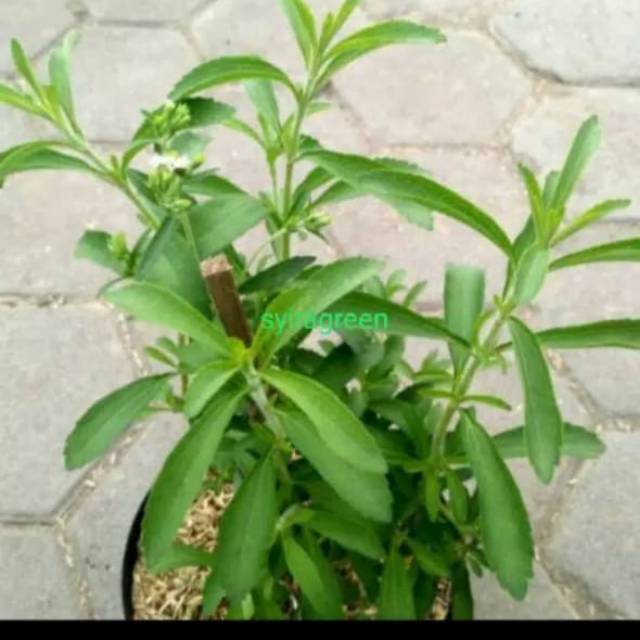 Jual Tanaman Herbal Stevia Daun Manis(penganti gula alami) | Shopee ...