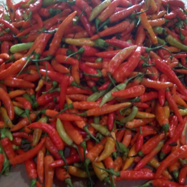 Jual Cabe rawit domba / cengek domba 1/2kg / cabe ayam geprek | Shopee ...