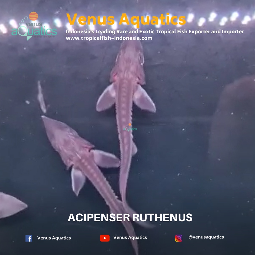 Jual IKAN ACIPENSER RUTHENUS ACIP STURGEON STERLET AIR TAWAR | Shopee ...