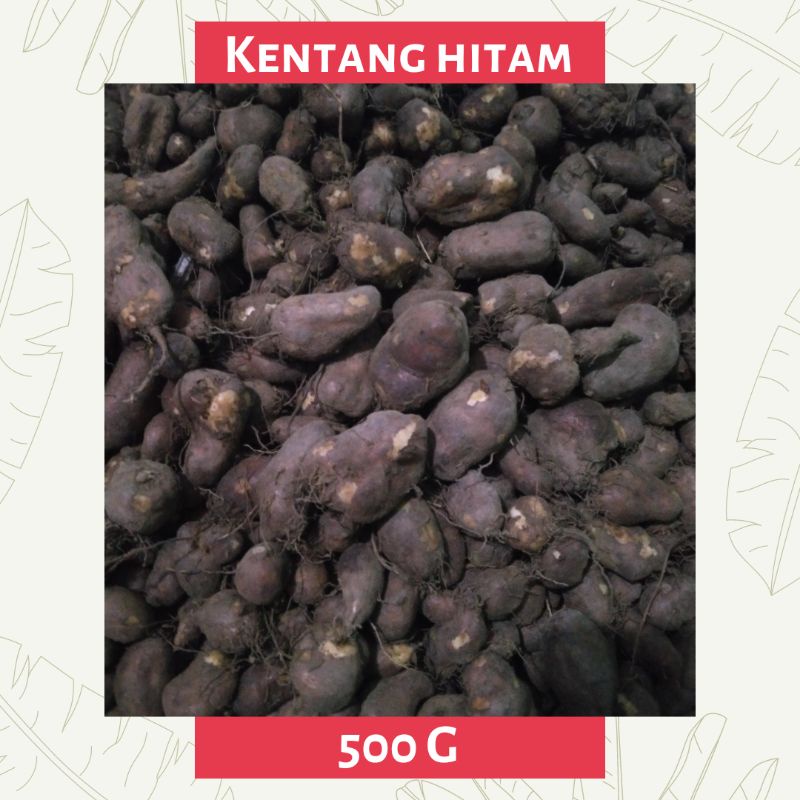 Jual Kentang Hitam / Kentang Ireng / Klici / Kembili / Sabrang/Kentang ...