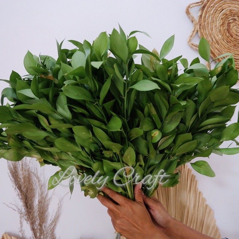 Jual RUSKUS HIJAU HIASAN buket bunga dekorasi Daun Ruskus Kering ...