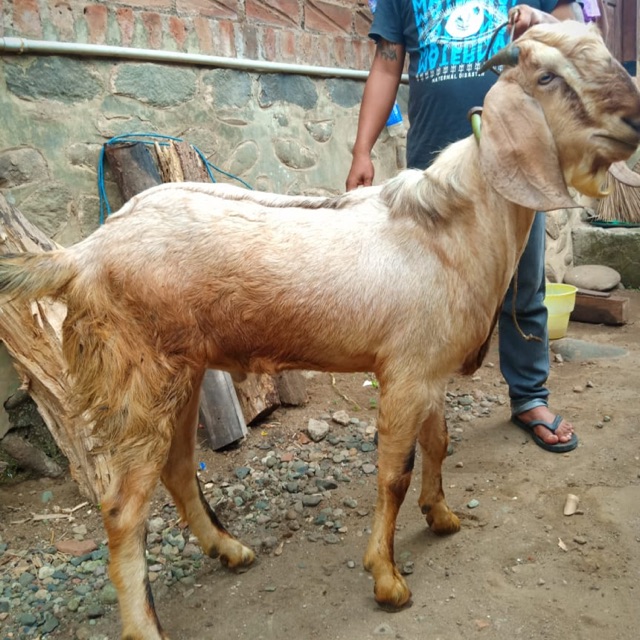 Jual kambing super kambing etawa qurban kambing super qurban kambing ...