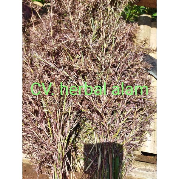 Jual Bunga sereh atau serai per ikat Indonesia|Shopee Indonesia