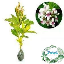 Jual Tanaman Hias Melati Jasminum mesnyi,primrose atau Bunga melati ...