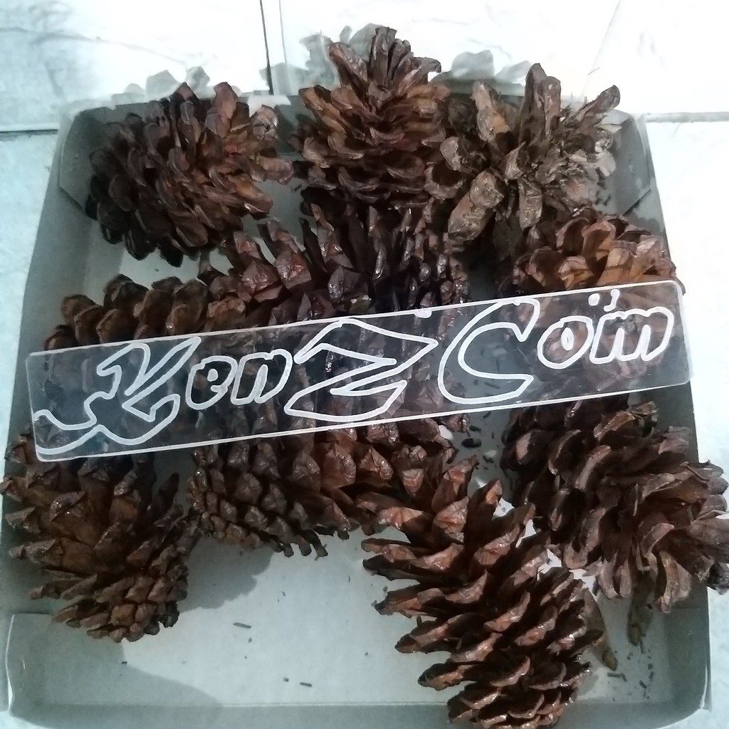 Jual Bunga Pohon Pinus Kering | Shopee Indonesia