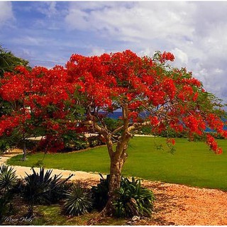 Jual Biji Pohon Flamboyan Orange - Bibit Tanaman Pohon Flamboyan Oren ...