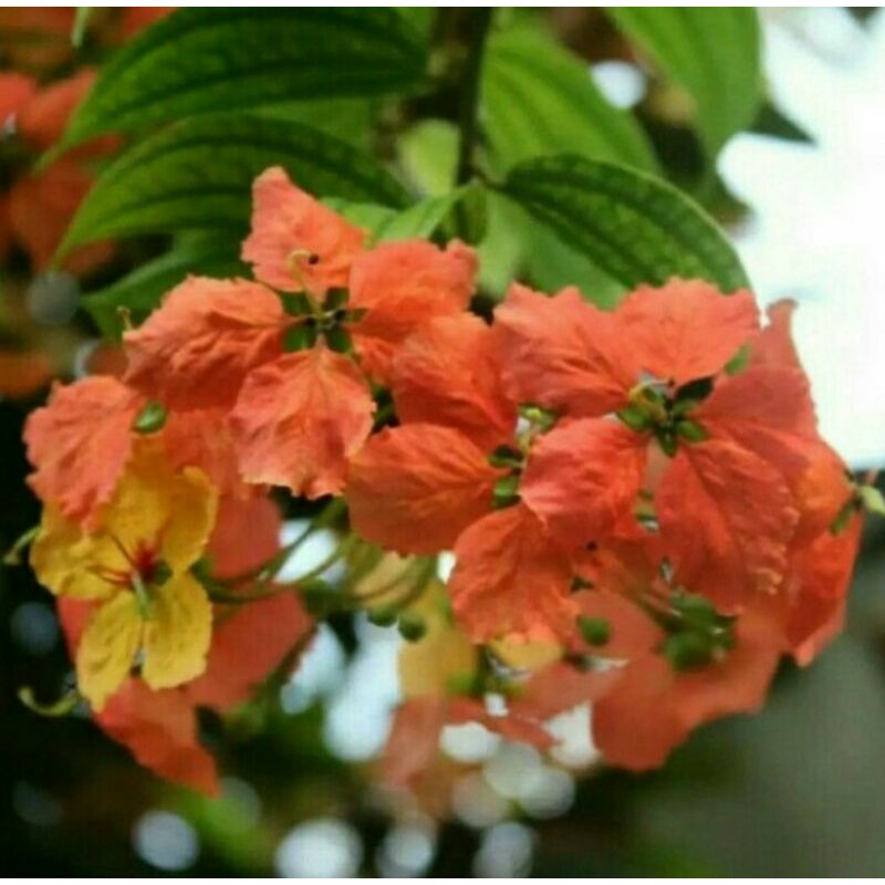 Jual Tanaman Hias Merambat Bunga Bohemia - Pohon Merambat Bunga Bohemia ...