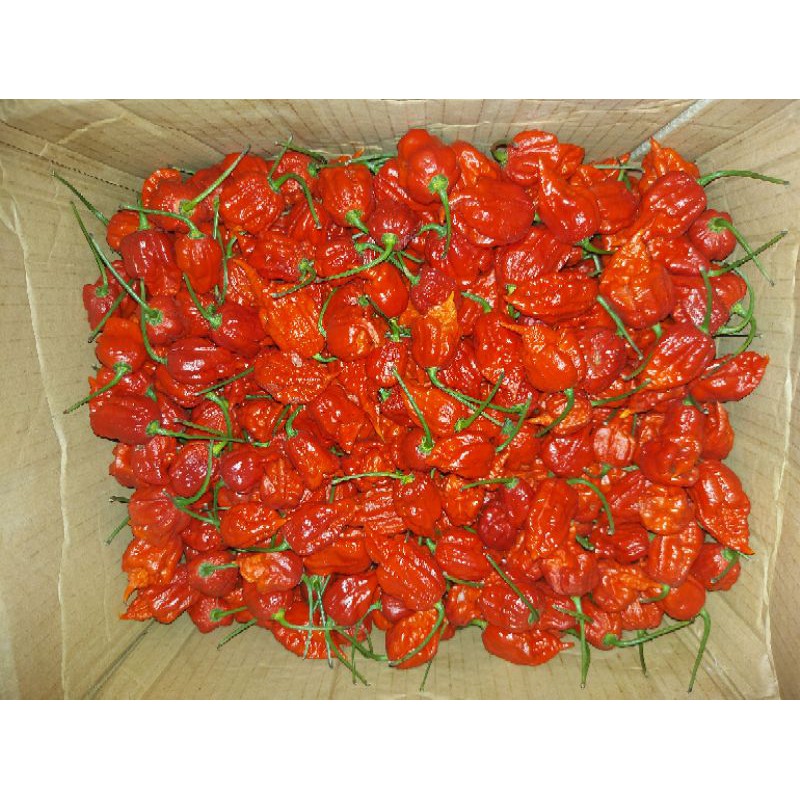 Jual Buah Cabe Carolina Reaper ( Cabe Terpedas di Dunia Versi Guiness ...