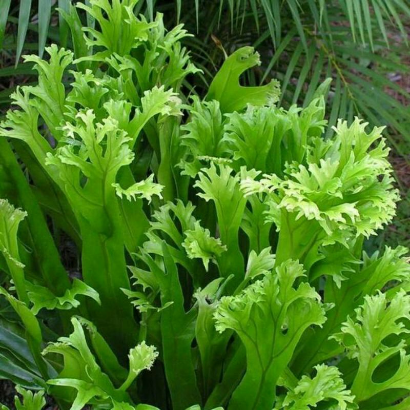 Jual Tanaman hias bunga pakis kadaka/ tanduk rusa tanah | Shopee Indonesia