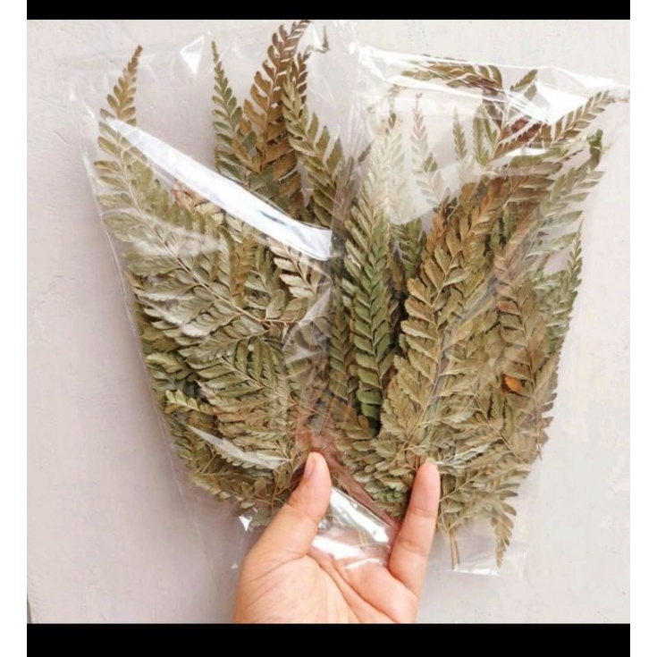 Jual DAUN PAKIS ALAMI RUSTIK HIJAU DAN Natural | Shopee Indonesia