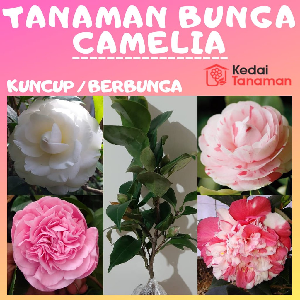 Tanaman Hidup Bunga Camelia Tumpuk - Bunga Hias Camelia Ready 5 Warna ...
